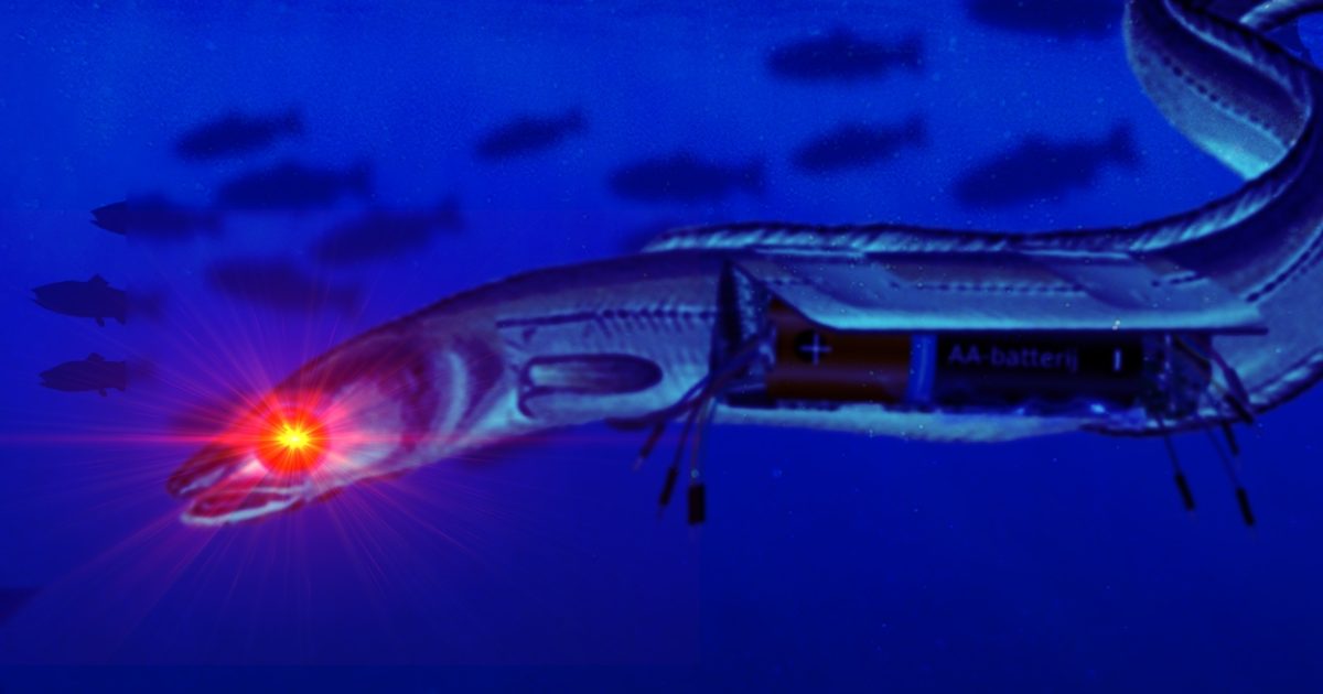 Gladde Paling Presenteert: VISSA - Programma | 013 Poppodium Tilburg